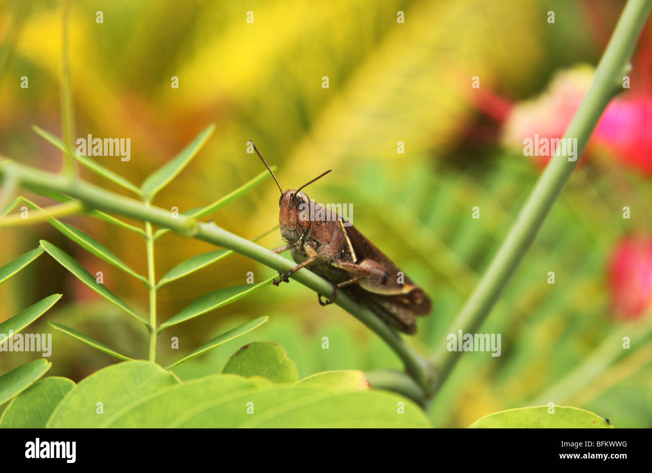 Cannanore hi-res stock photography and images - Alamy