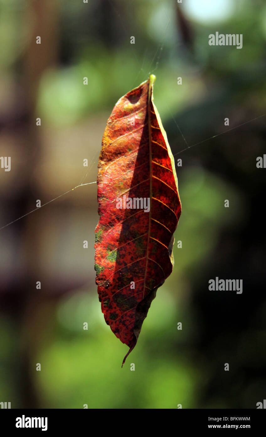 Web on leaf hi-res stock photography and images - Alamy