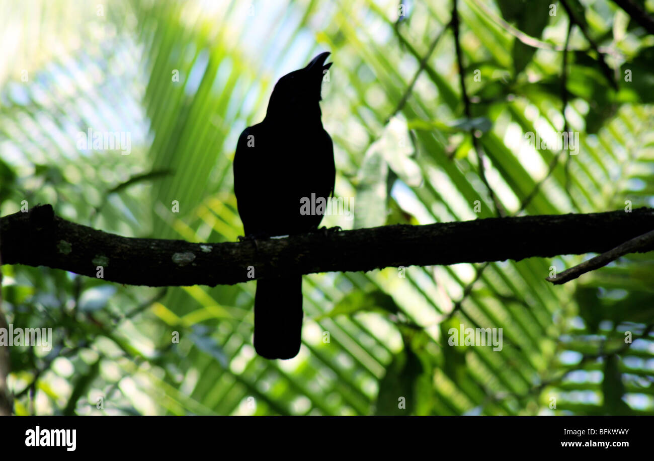 Mango tree in kerala south hi-res stock photography and images - Alamy