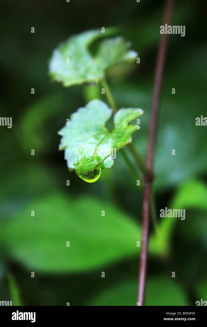 Due drops in a green leaf Stock Photo - Alamy