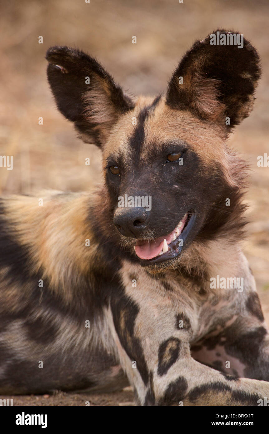 African Wild Dog Stock Photo - Alamy