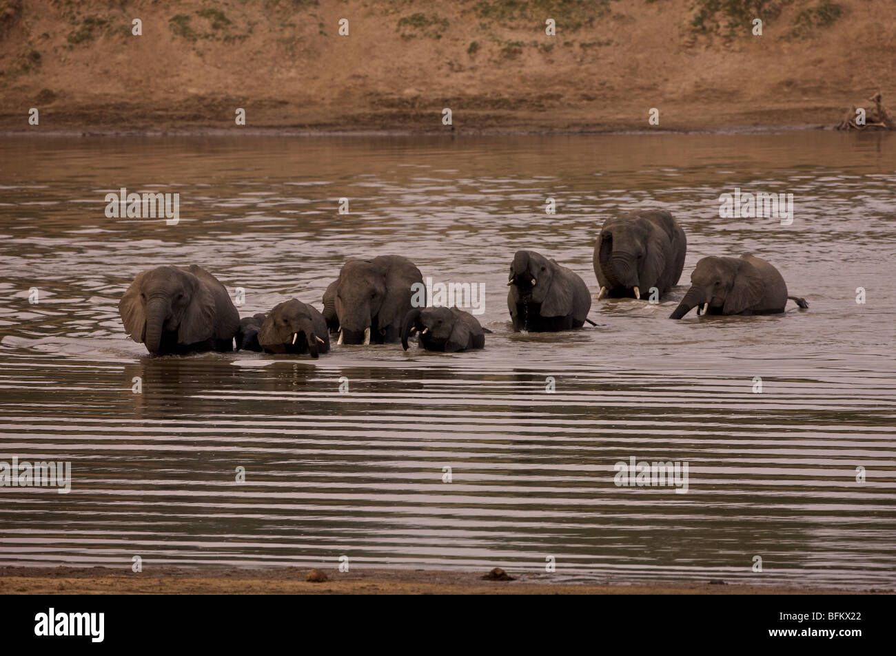 Baby Elephant Crossing A River High Resolution Stock Photography and ...