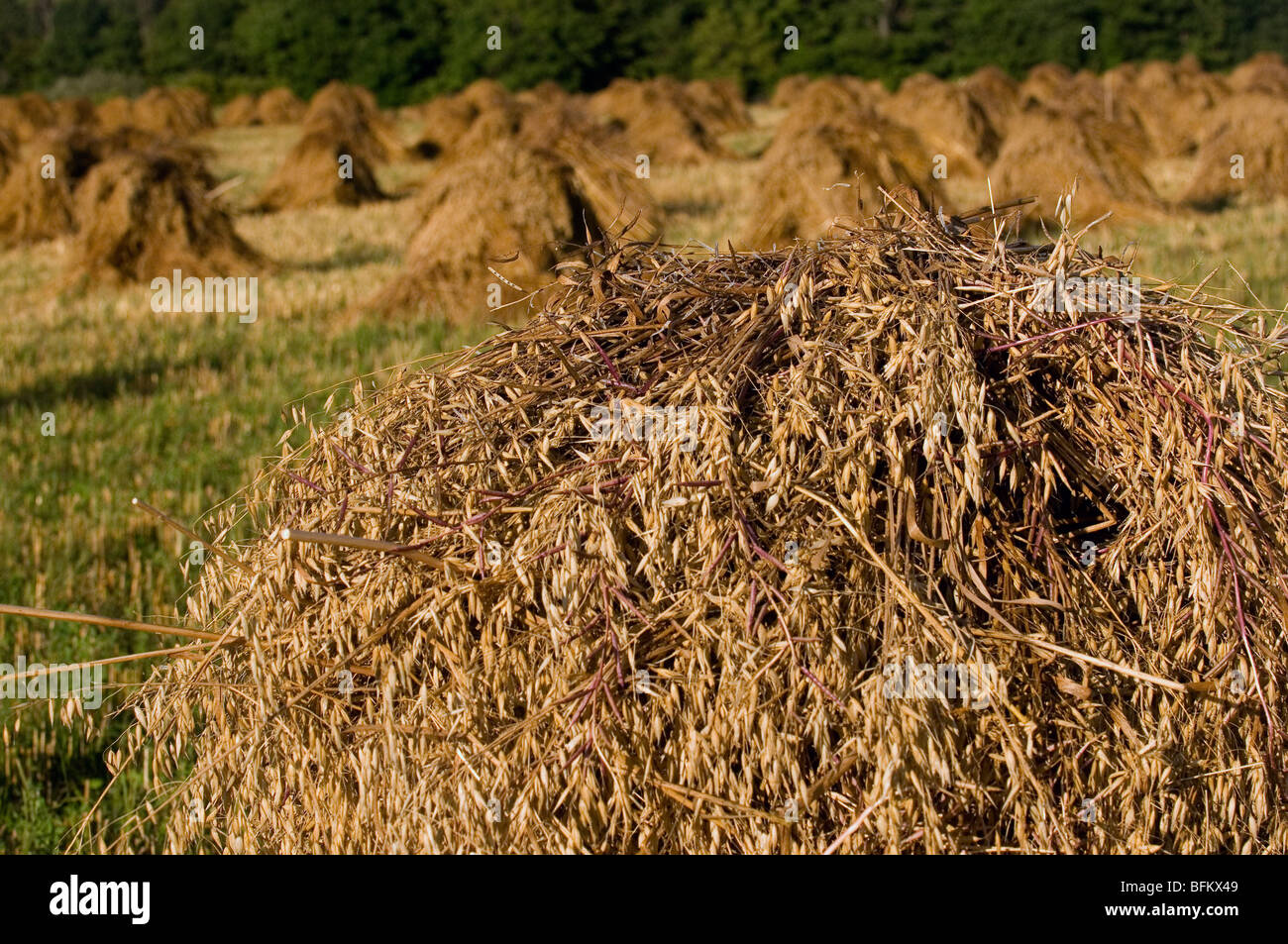 Hay harvest at a Amish farm in upper state New York Stock Photo - Alamy