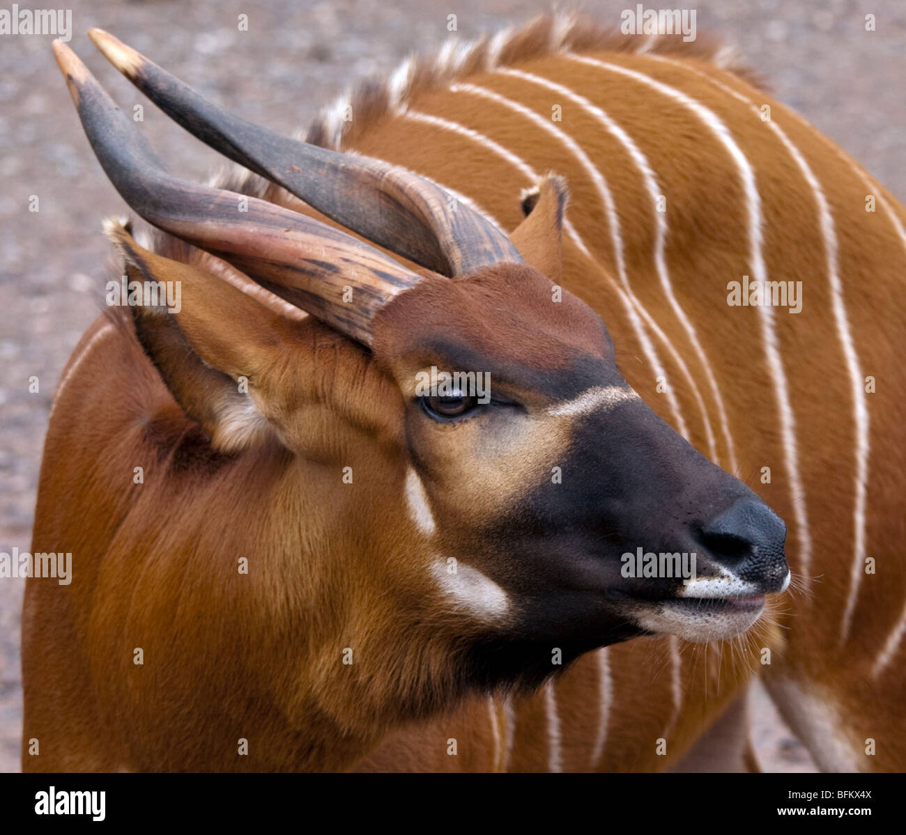 Bongo buck hi-res stock photography and images - Alamy
