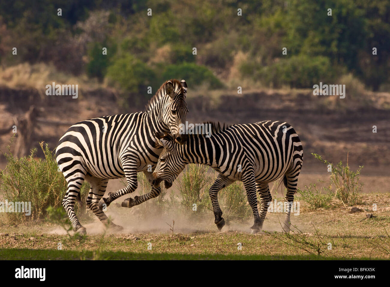 Fight africa hi-res stock photography and images - Alamy