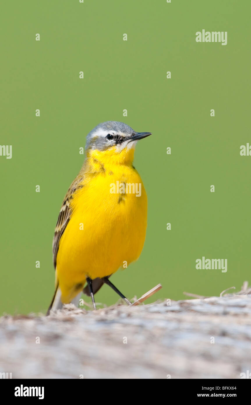 Schafstelze (Motacilla flava) - Yellow Wagtail Stock Photo - Alamy