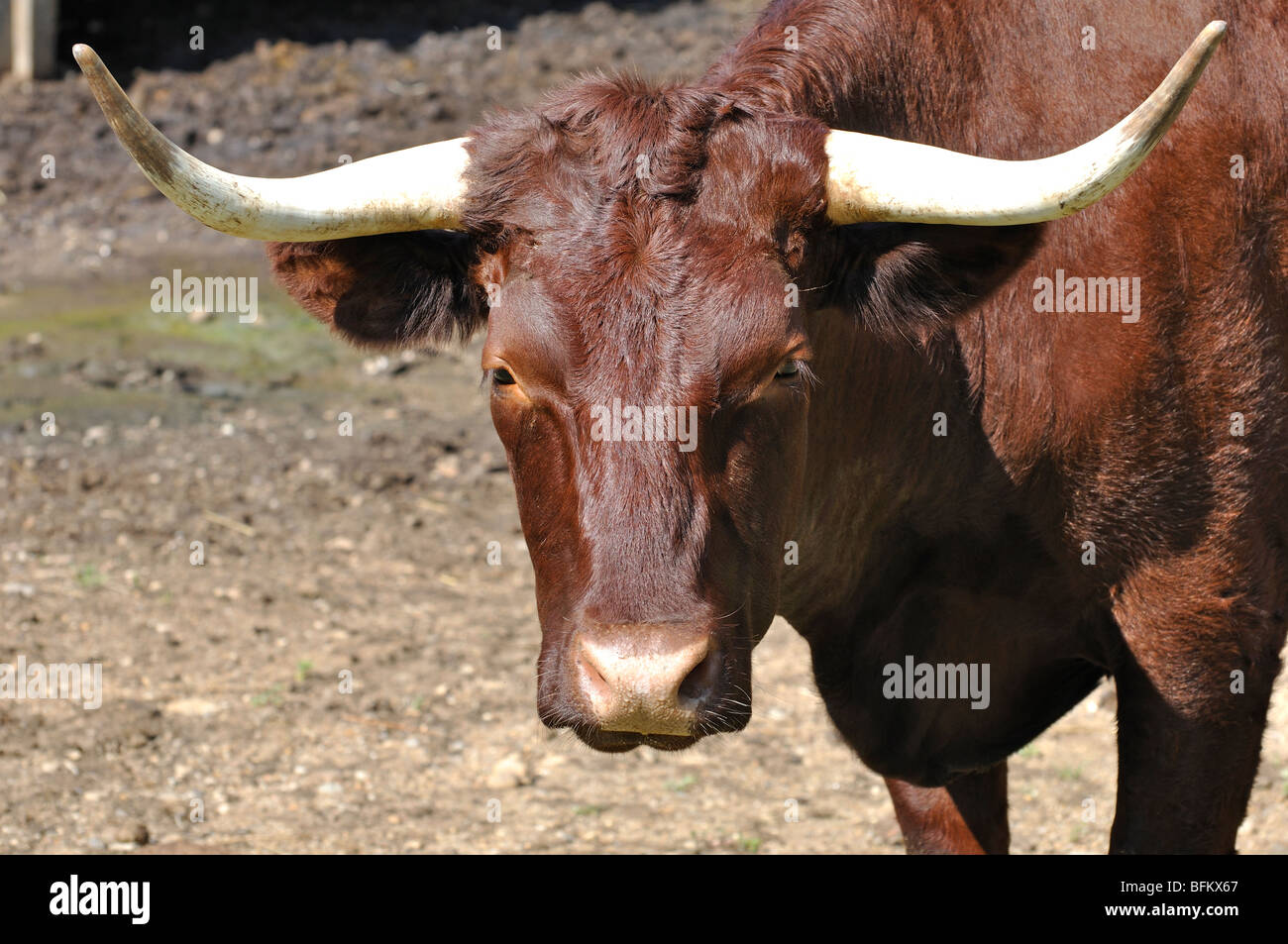 Brown bull with horns hi-res stock photography and images - Alamy
