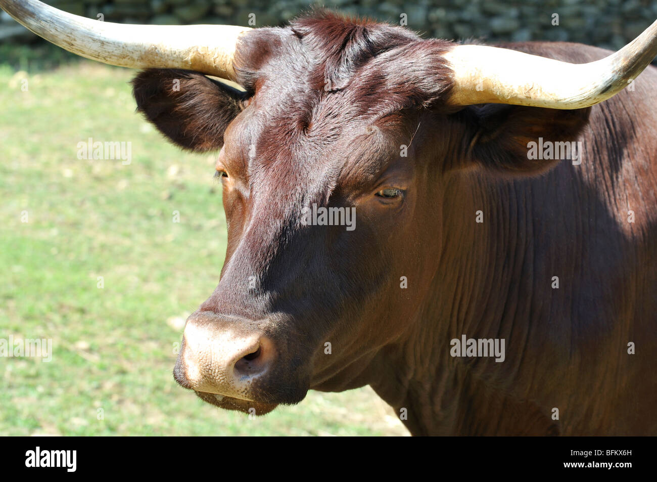 Bull head cow hi-res stock photography and images - Alamy