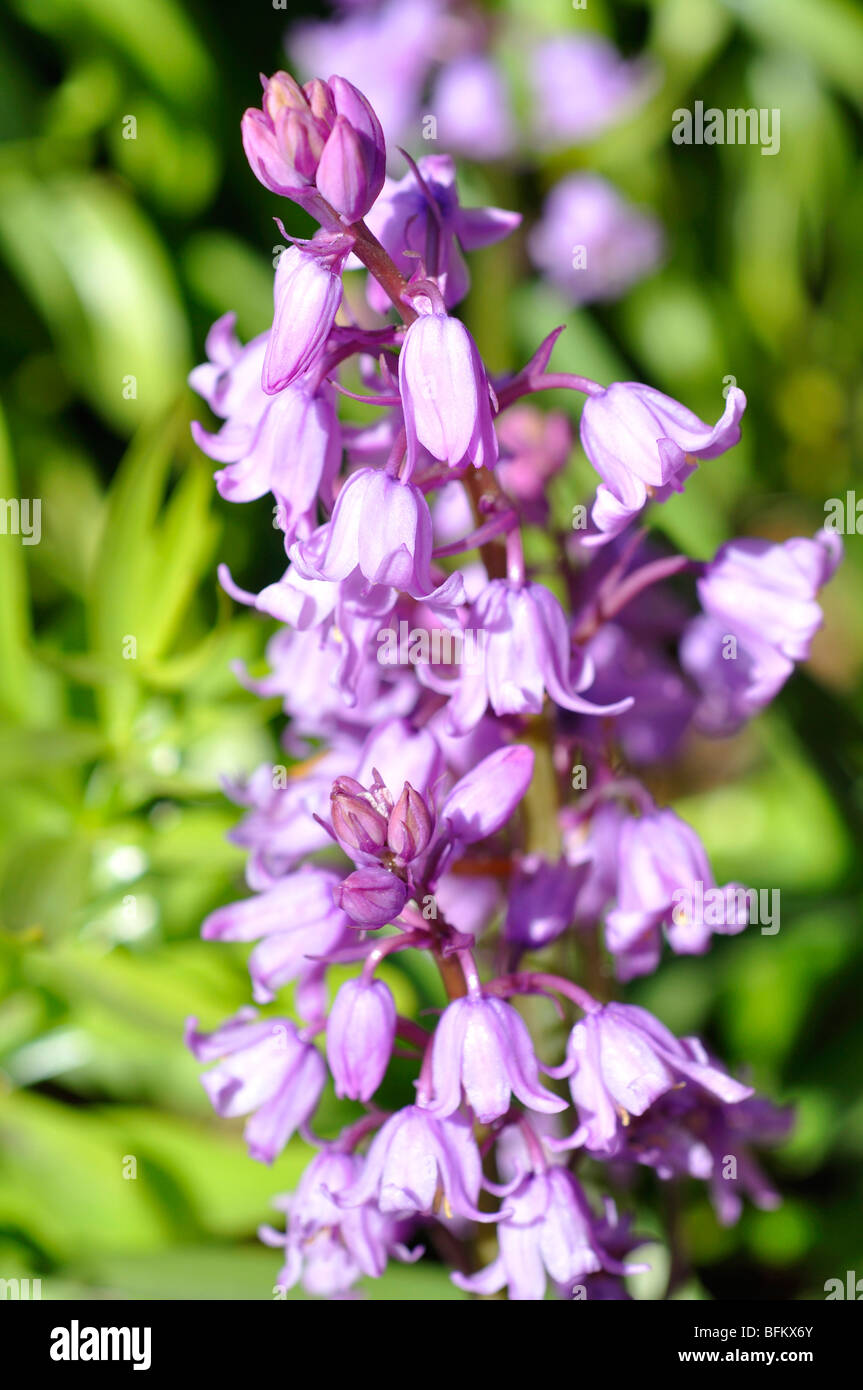 English flower hi-res stock photography and images - Alamy