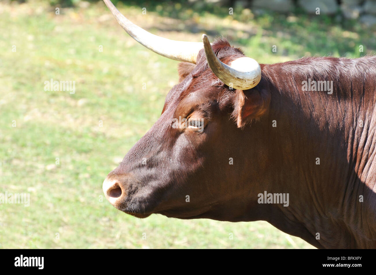 Bull head cow hi-res stock photography and images - Alamy