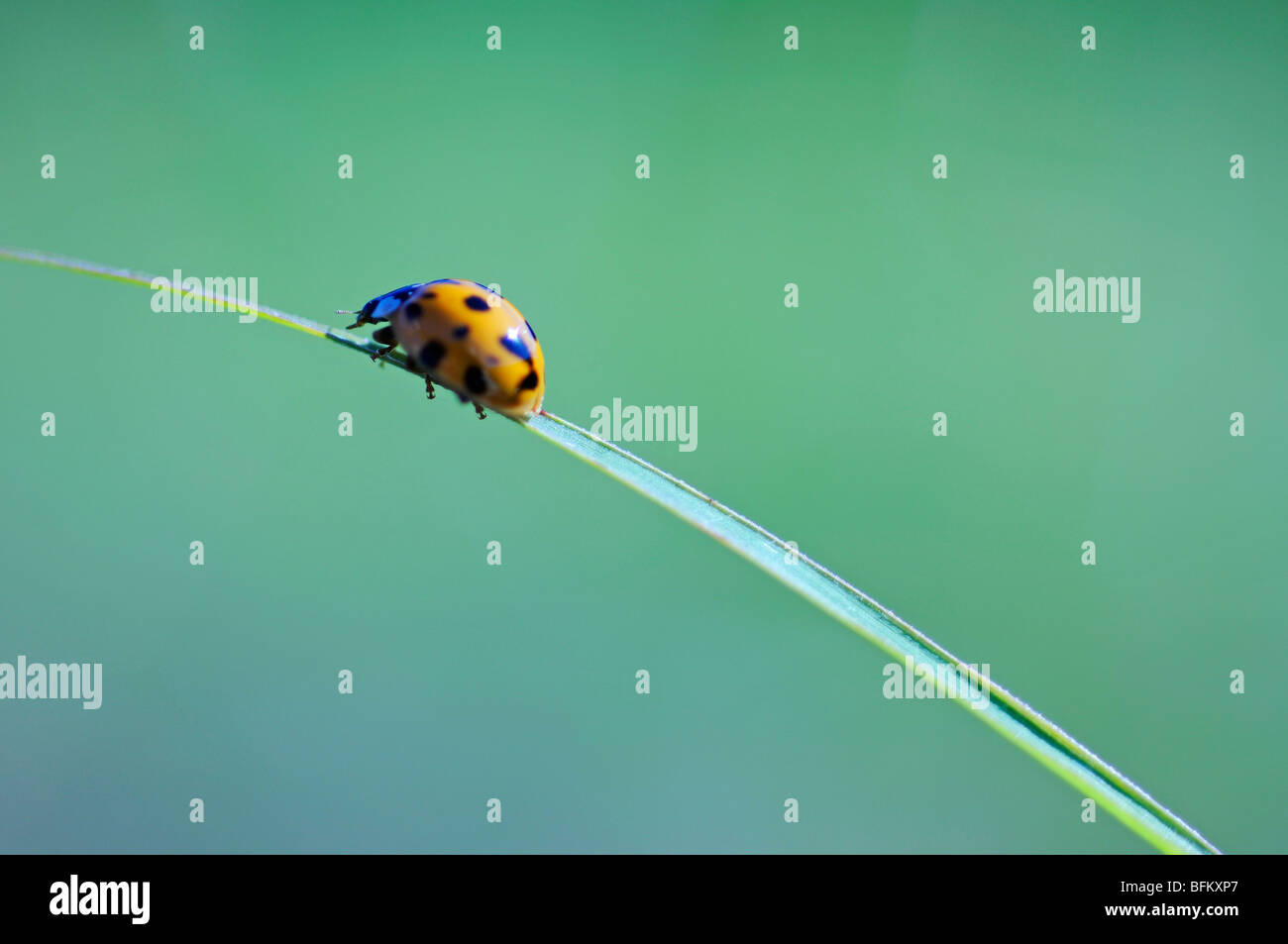 Ladybug (Neoharmonia venusta Stock Photo - Alamy