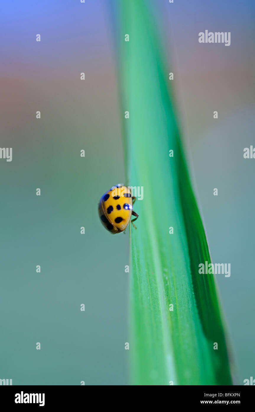 Ladybug (Neoharmonia venusta Stock Photo - Alamy