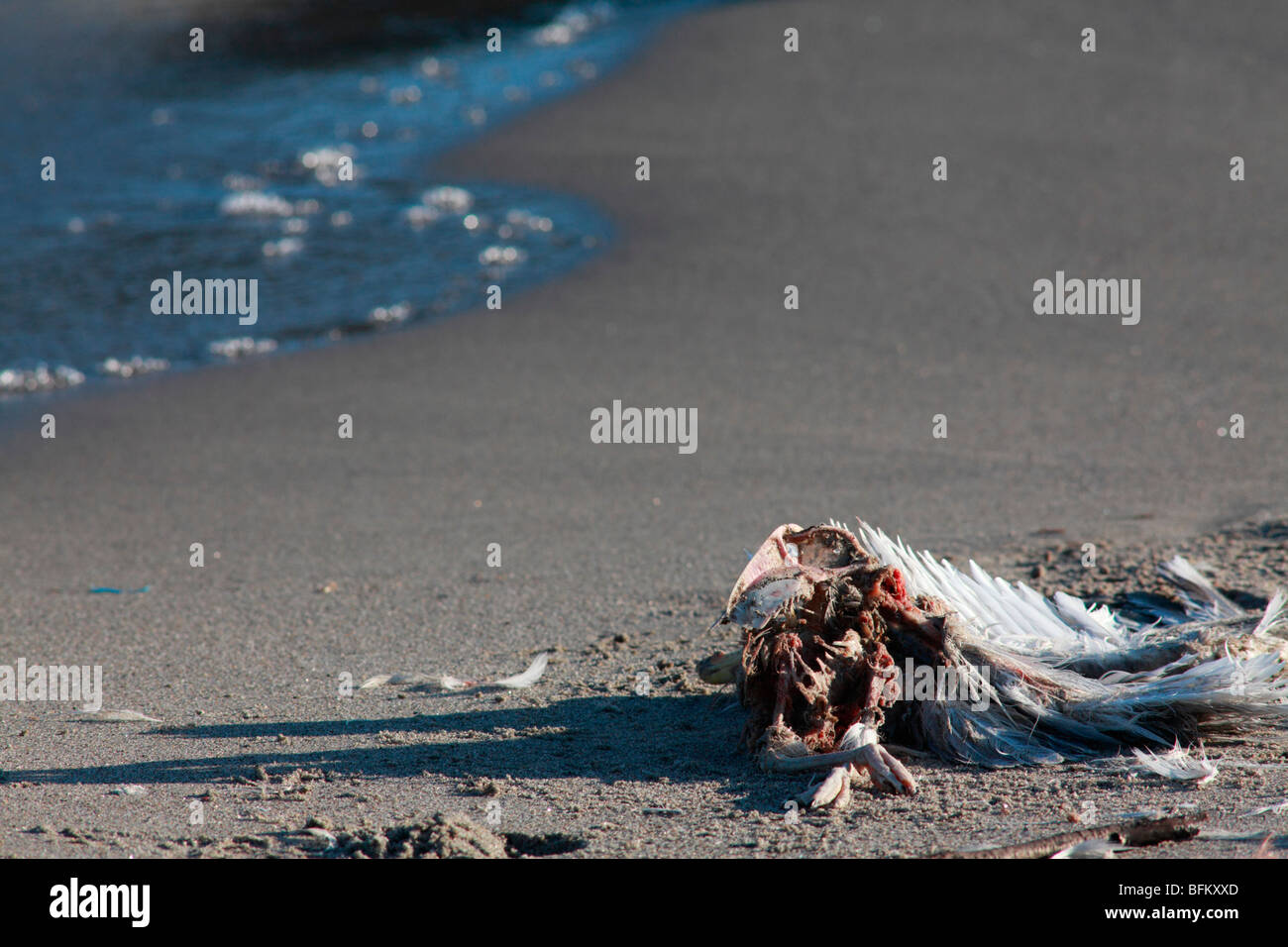 Dead bird skeleton hi-res stock photography and images - Alamy