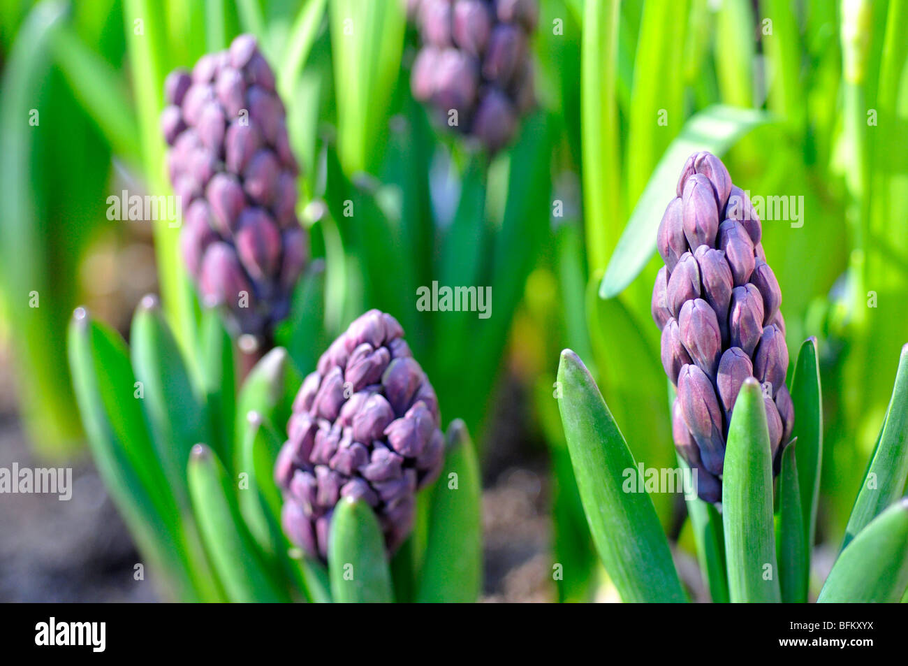 Hyacinths hyacinthus hi-res stock photography and images - Alamy