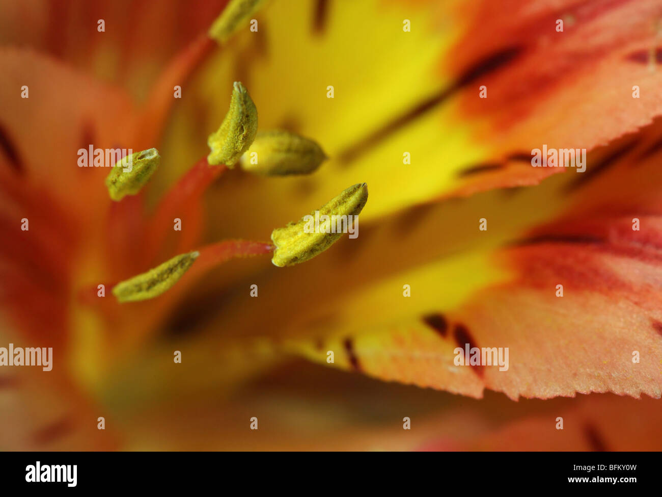 Close up of the stamen and pollen on a tiger lily flower Stock Photo ...