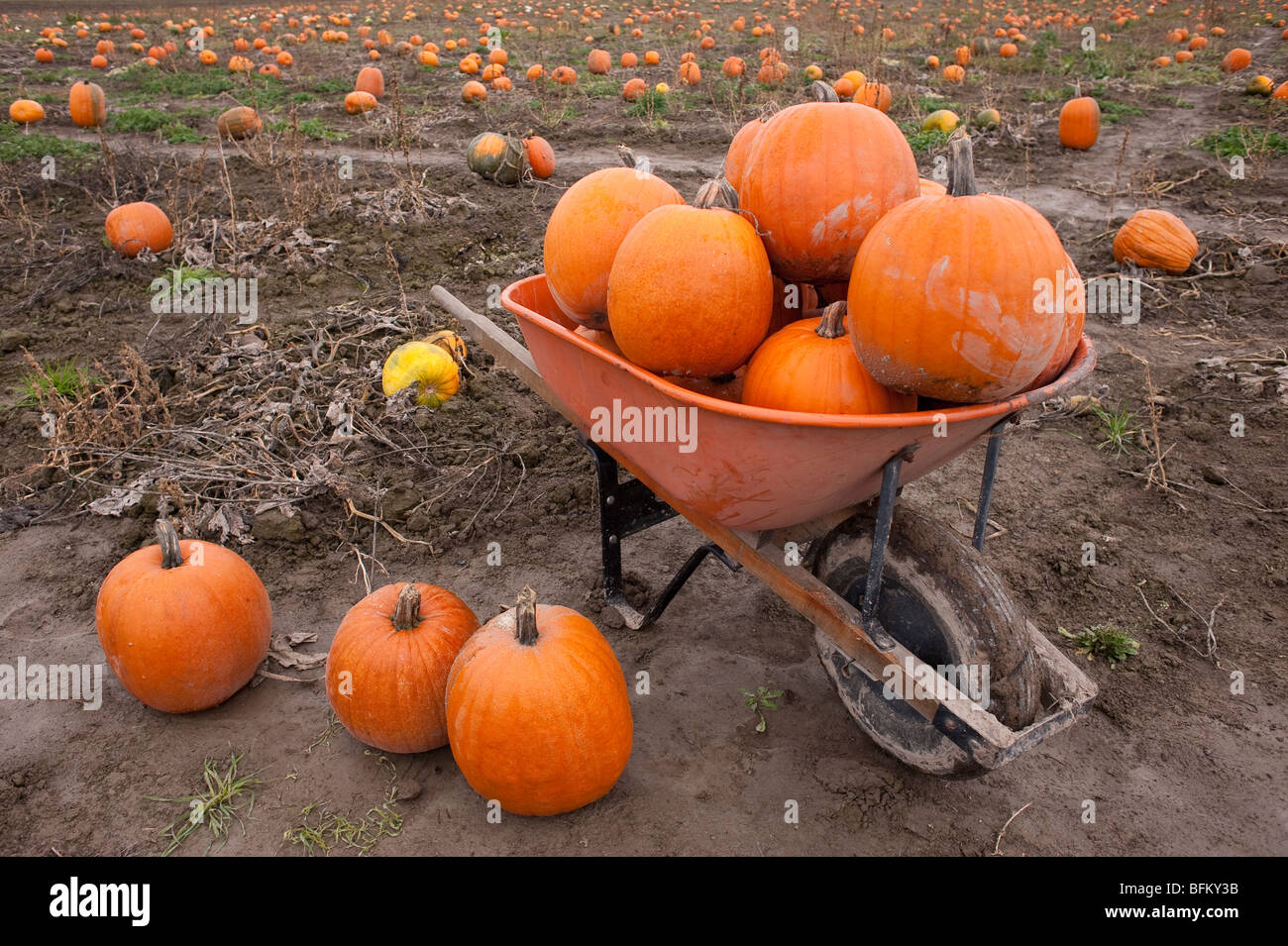 Autumn celebration with wheelbarrow full of pumpkins in pumpkin patch ...
