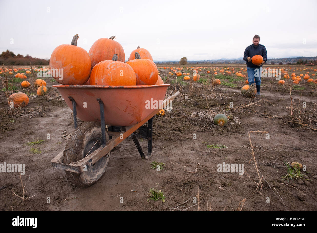 Wheelbarrow full of pumpkins hi-res stock photography and images - Alamy