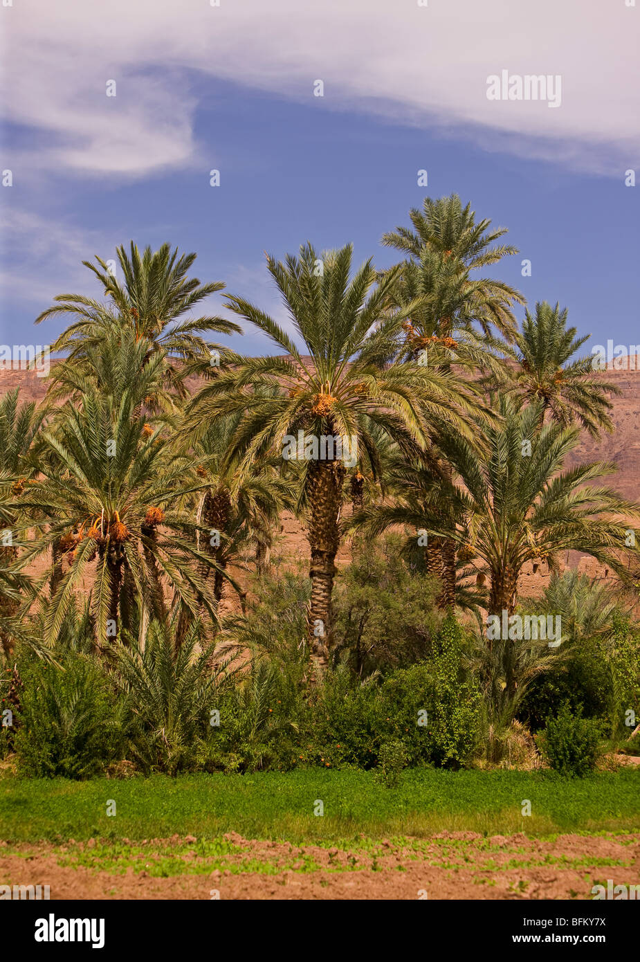 Palm trees in morocco hi-res stock photography and images - Alamy