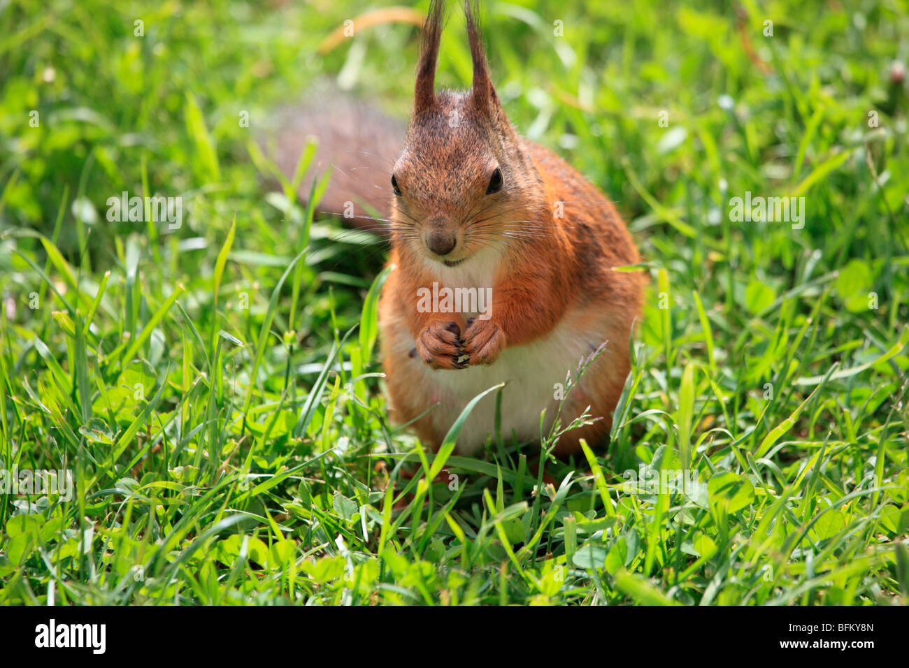 Red squirrel (Sciurus vulgaris) sitting on a lawn in Sweden Stock Photo ...
