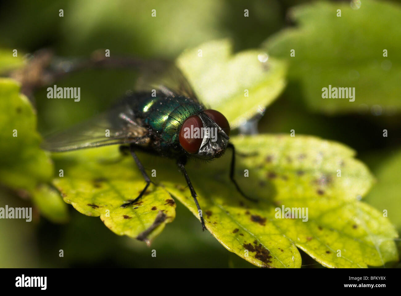 Lucillia caesar hi-res stock photography and images - Alamy