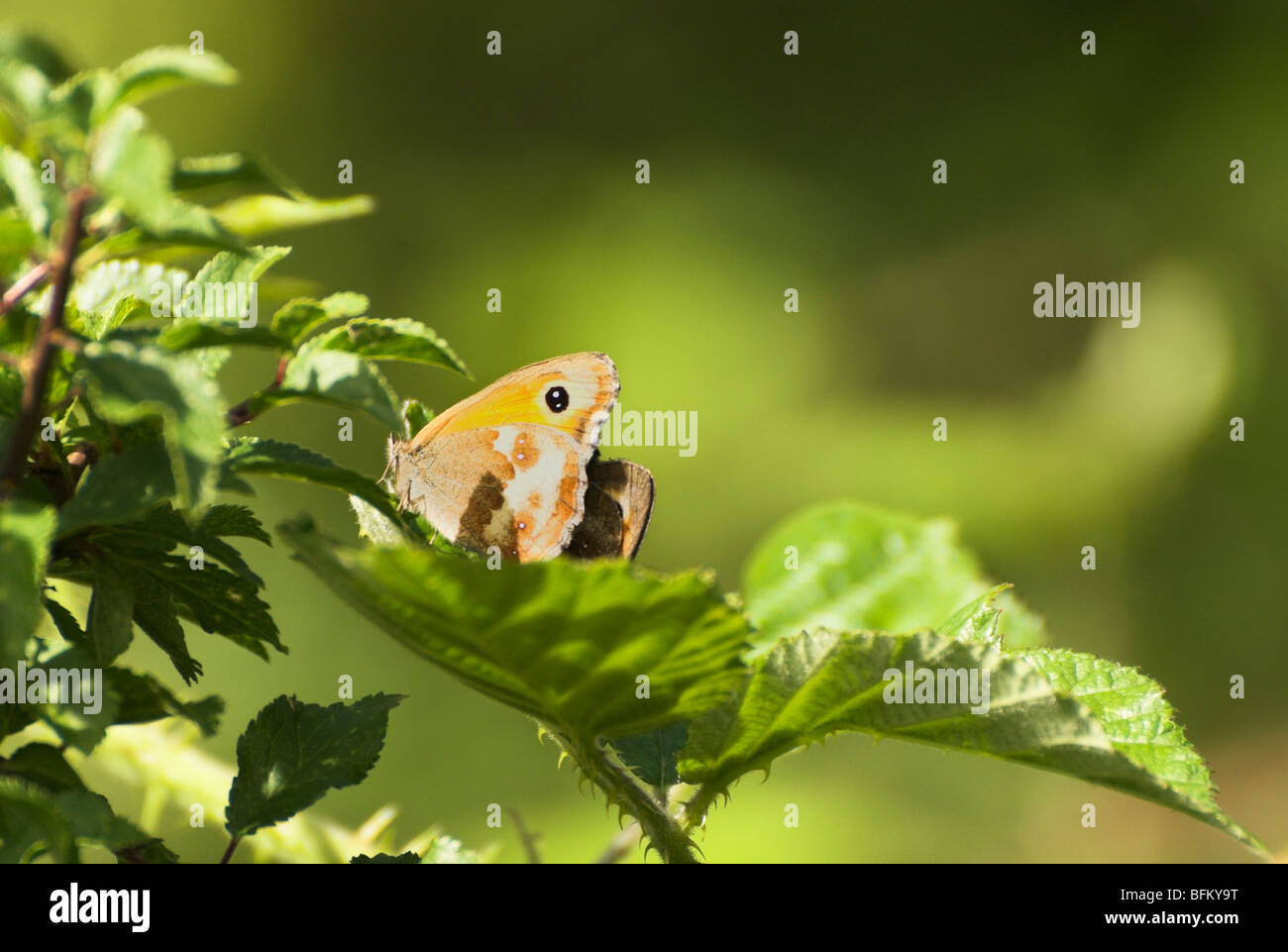 A Gatekeeper (Pyronia tithonus) butterfly - female, resting in a ...