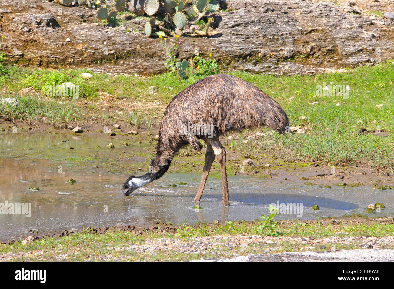 Emu (Dromaius novaehollandiae Stock Photo - Alamy