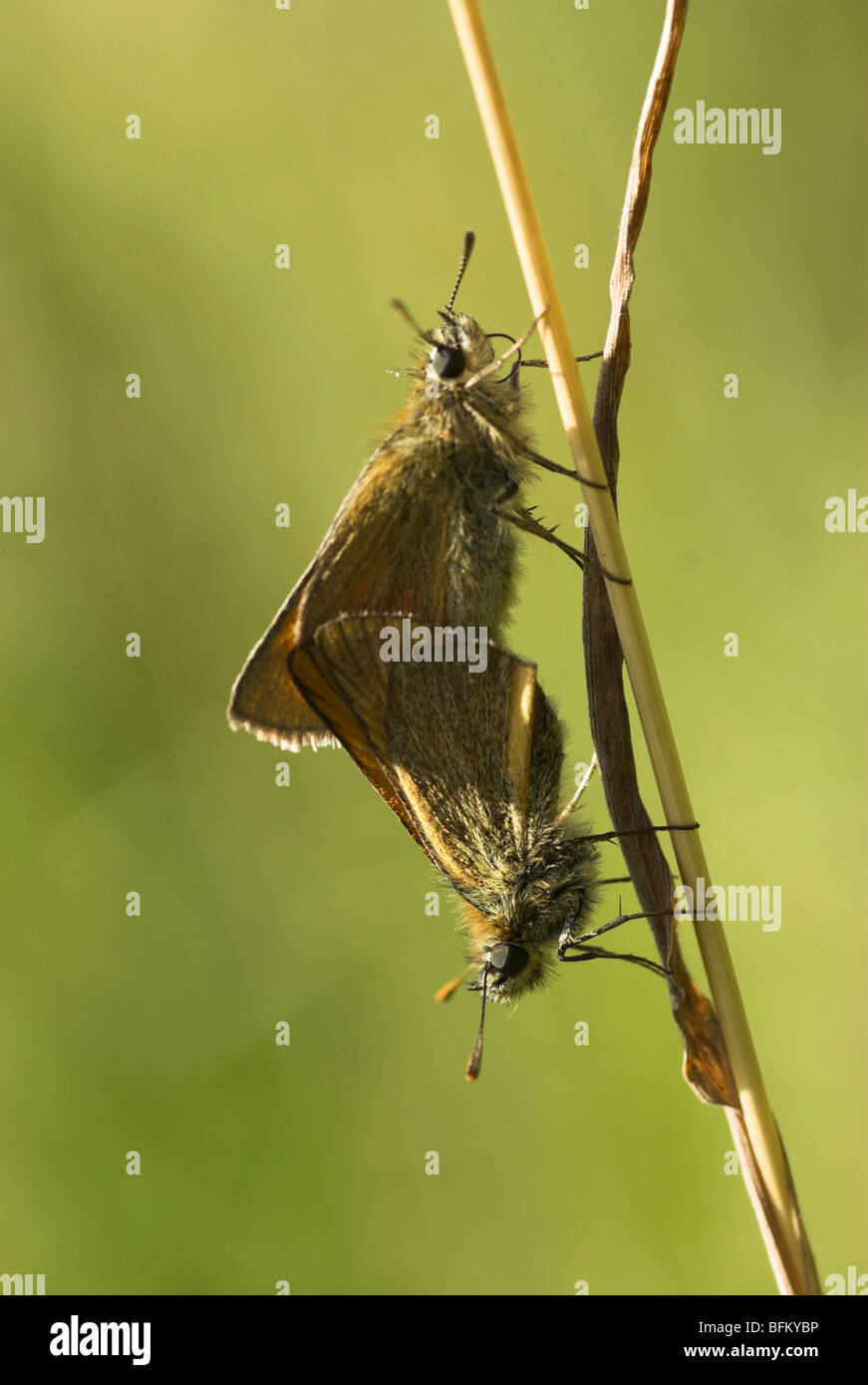 Two Small Skipper Butterflies Thymelicus Sylvestris Mating On A Thin