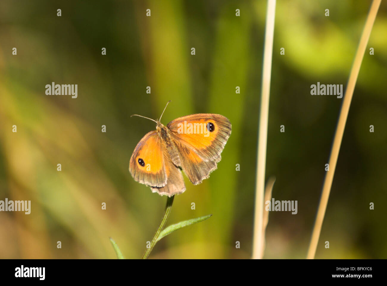 A Gatekeeper butterfly (Pyronia tithonus) - female Stock Photo - Alamy
