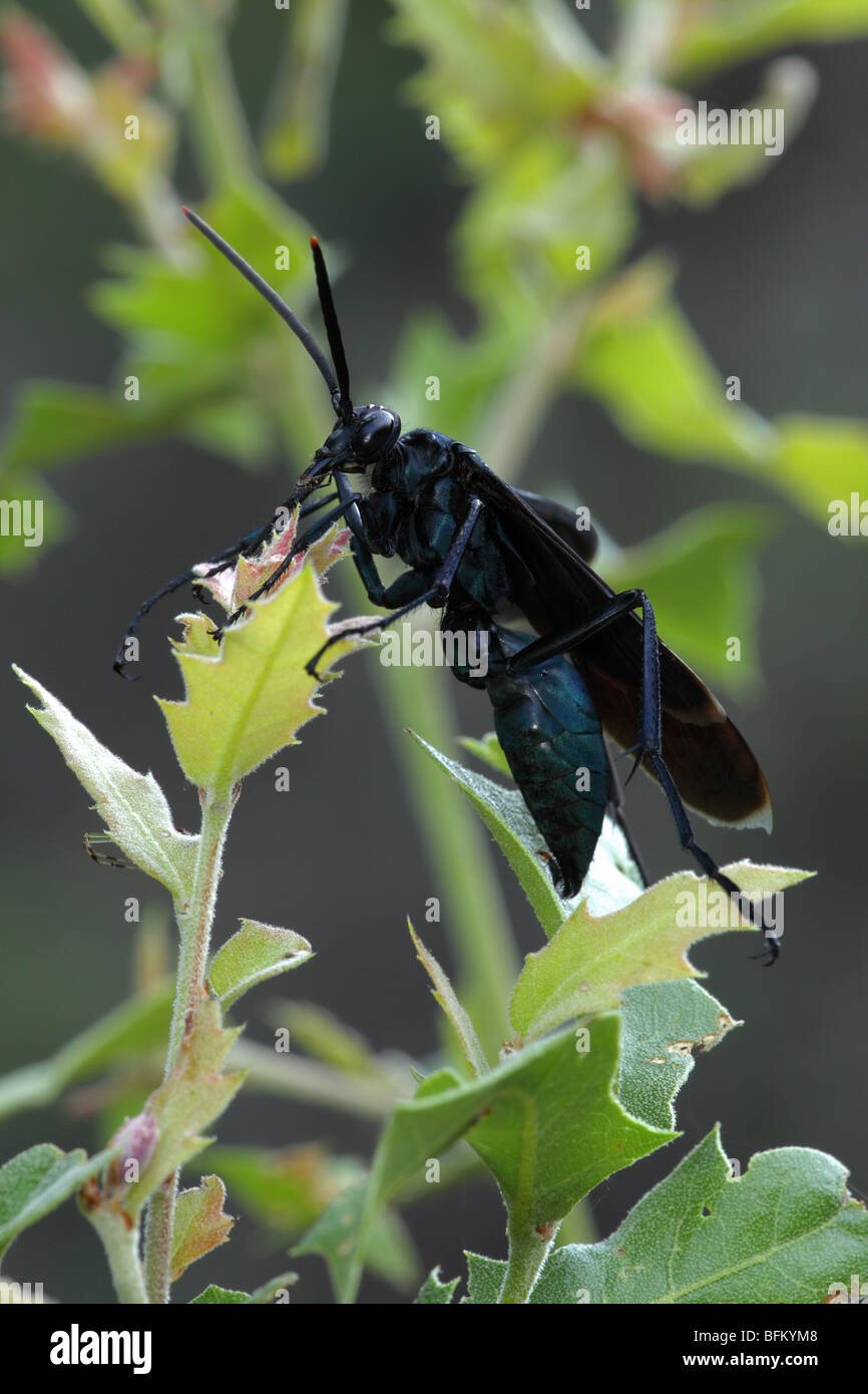 Tarantula Hawk Wasp (Pepsis spp) - Chiricahua mountains - Arizona - USA ...