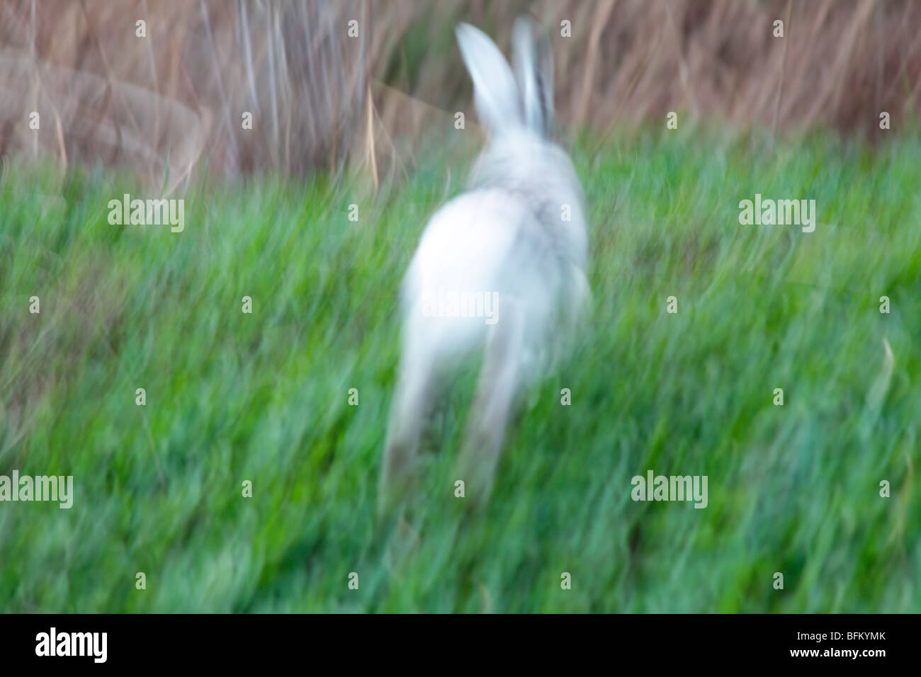 Hare running fast hi-res stock photography and images - Alamy