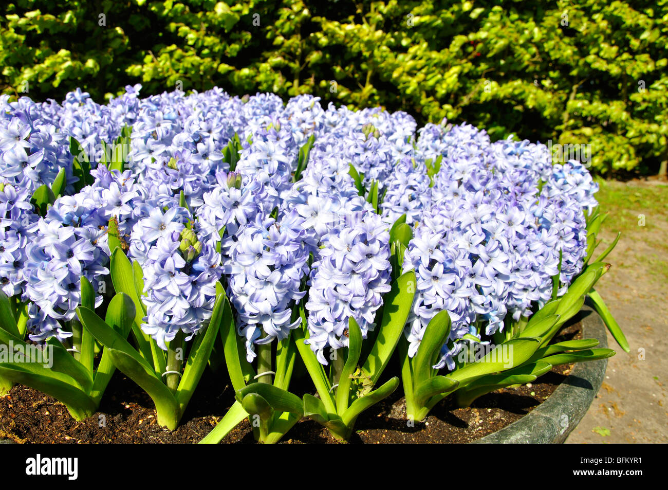 Hyacinths hyacinthus hi-res stock photography and images - Alamy