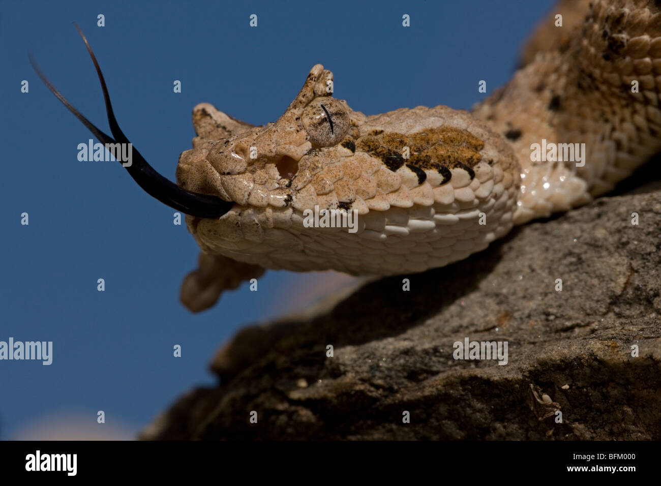 Horned Pit Viper Snake