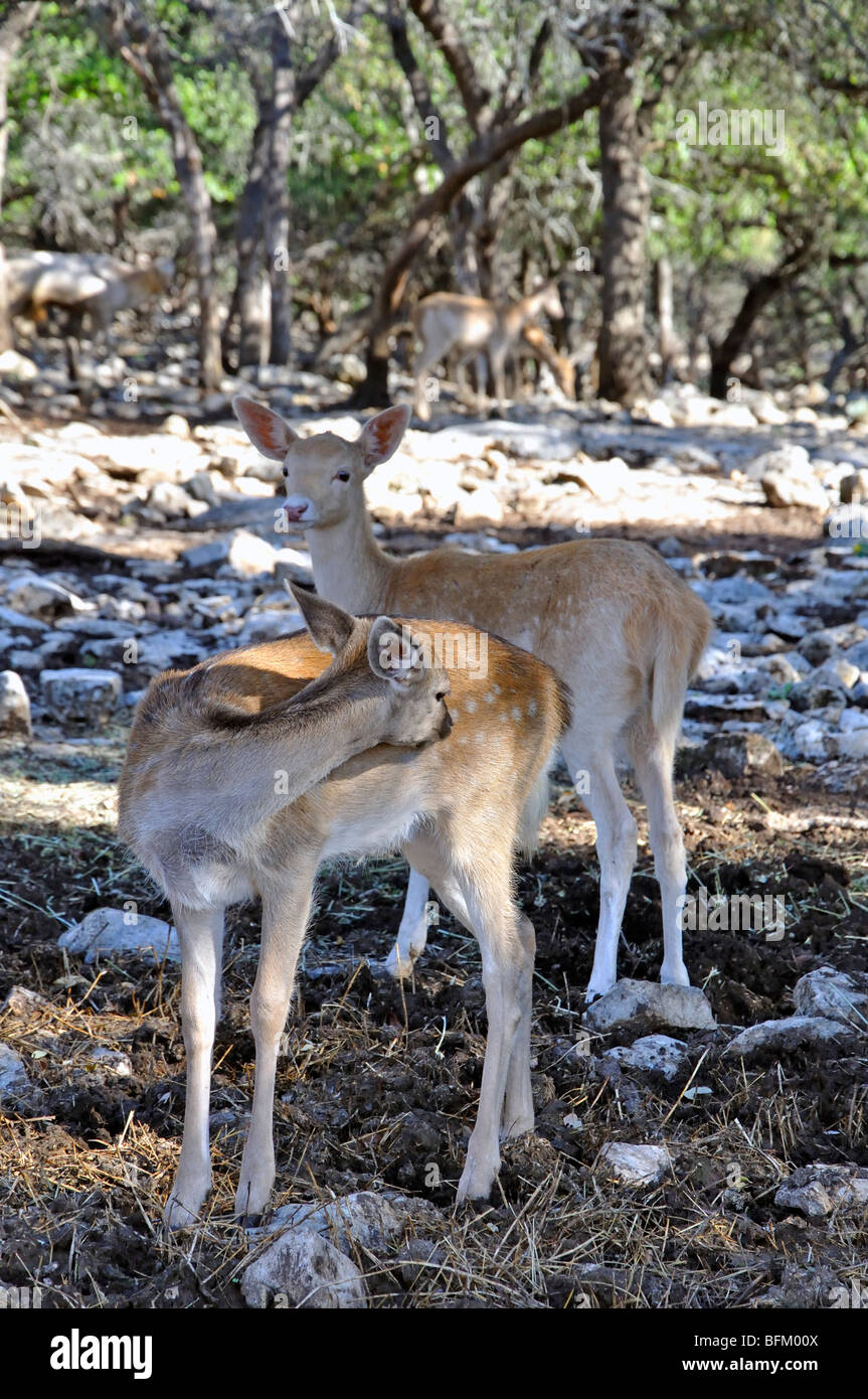 Formosan sika deer (Cervus nippon Stock Photo - Alamy