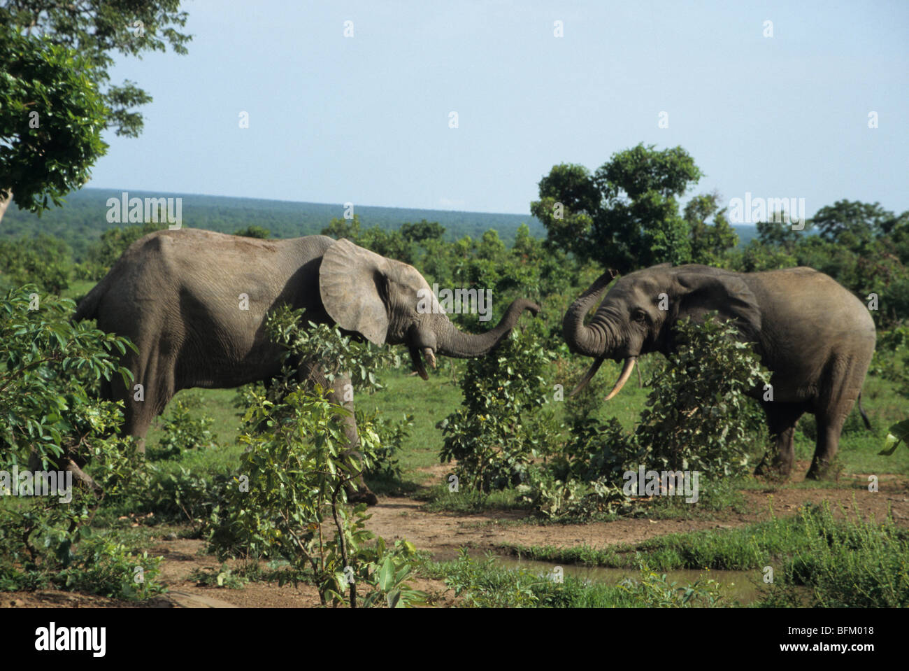 Ghana Mole African elephants in the Mole National Park Stock Photo - Alamy