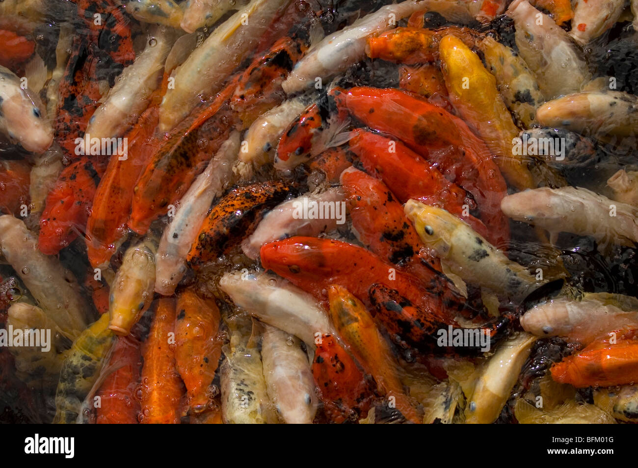 Group of koi fish (Cyprinus carpio Stock Photo - Alamy