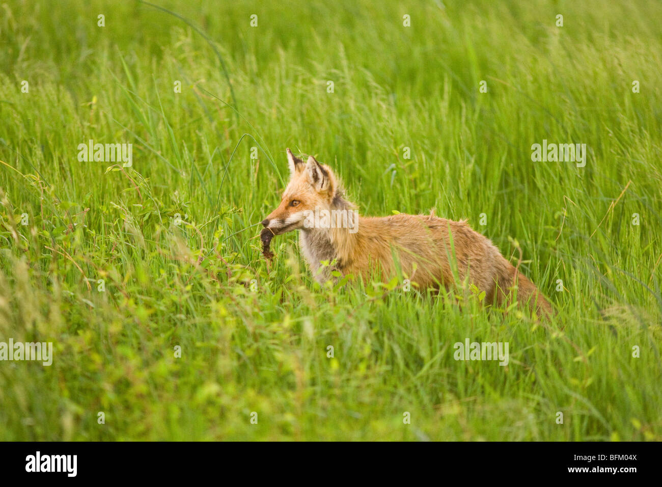 Female fox hi-res stock photography and images - Alamy