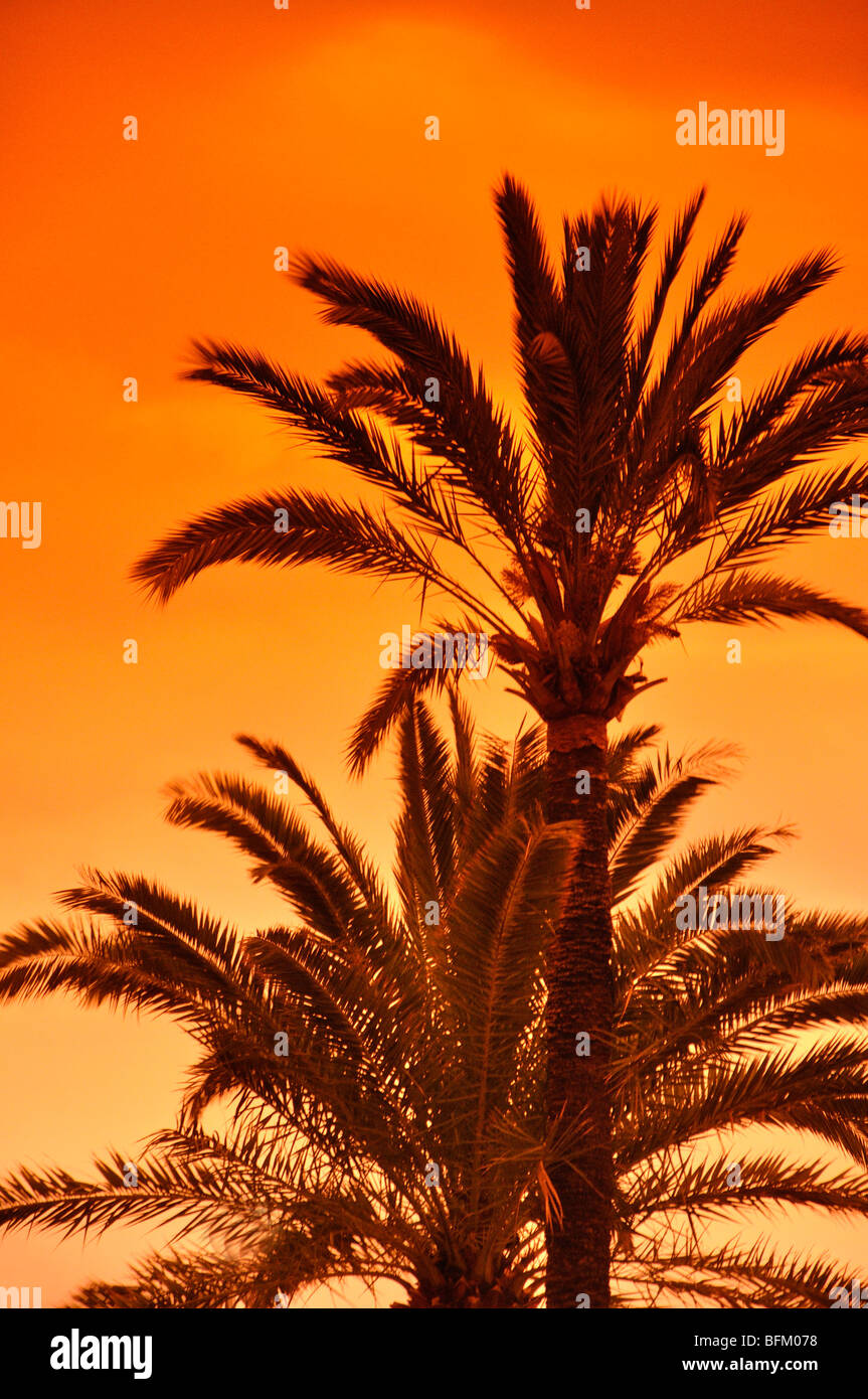 Red sunset palms hi-res stock photography and images - Alamy