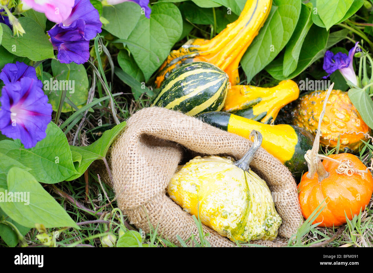 Miniature gourds hi-res stock photography and images - Alamy