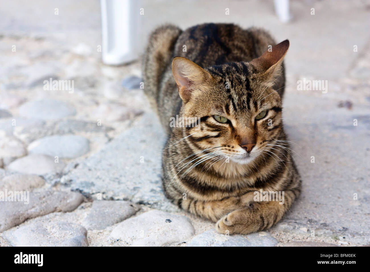 Cuban cats hi-res stock photography and images - Alamy