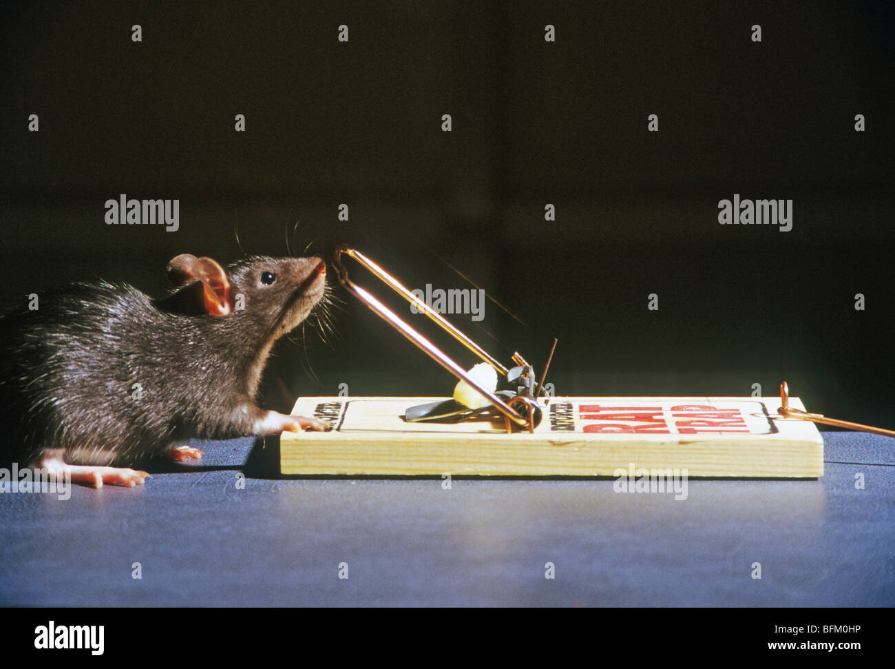 entice lure capture danger threat risk Stock Photo - Alamy