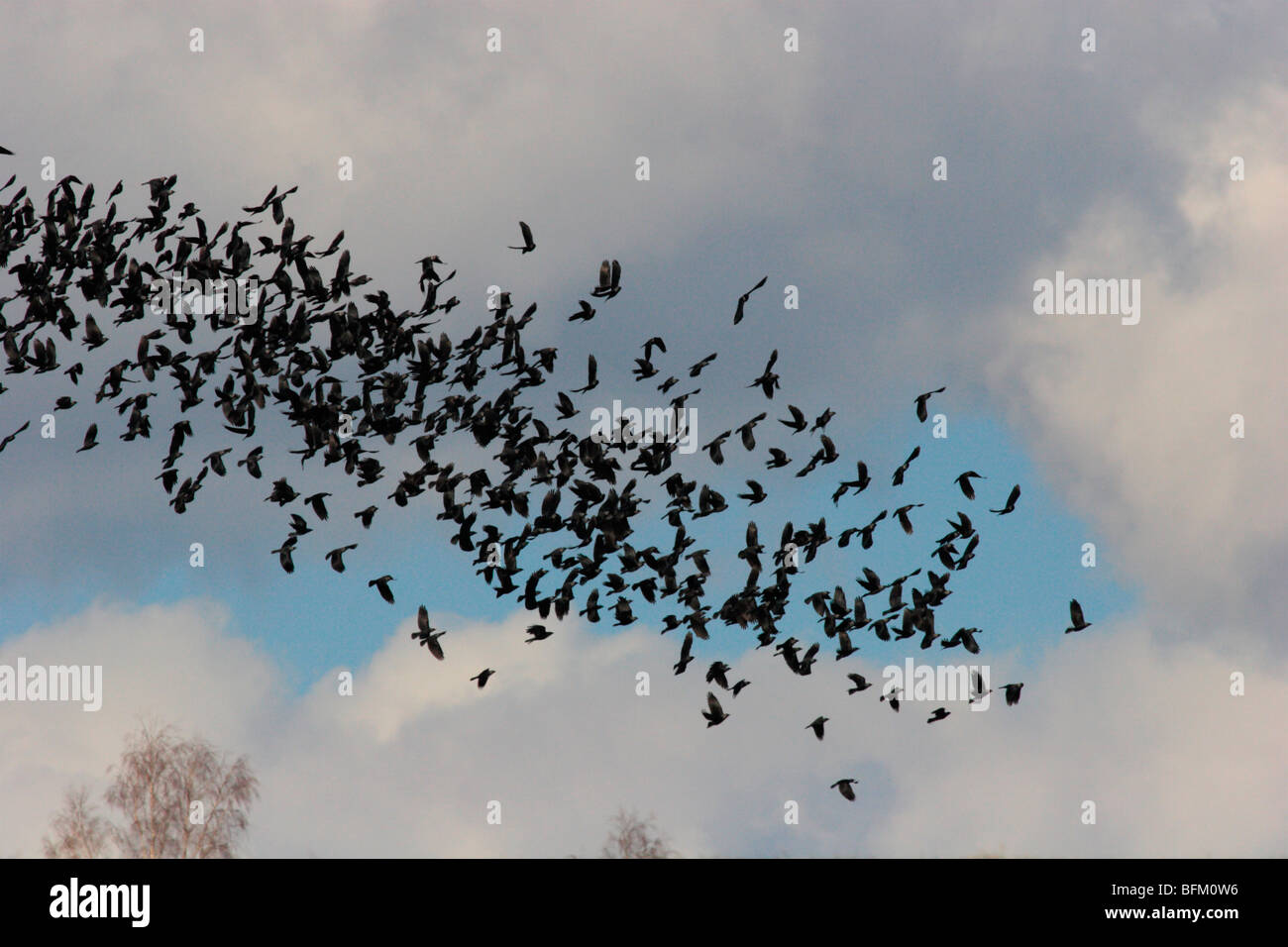 Flocks crows hi-res stock photography and images - Alamy