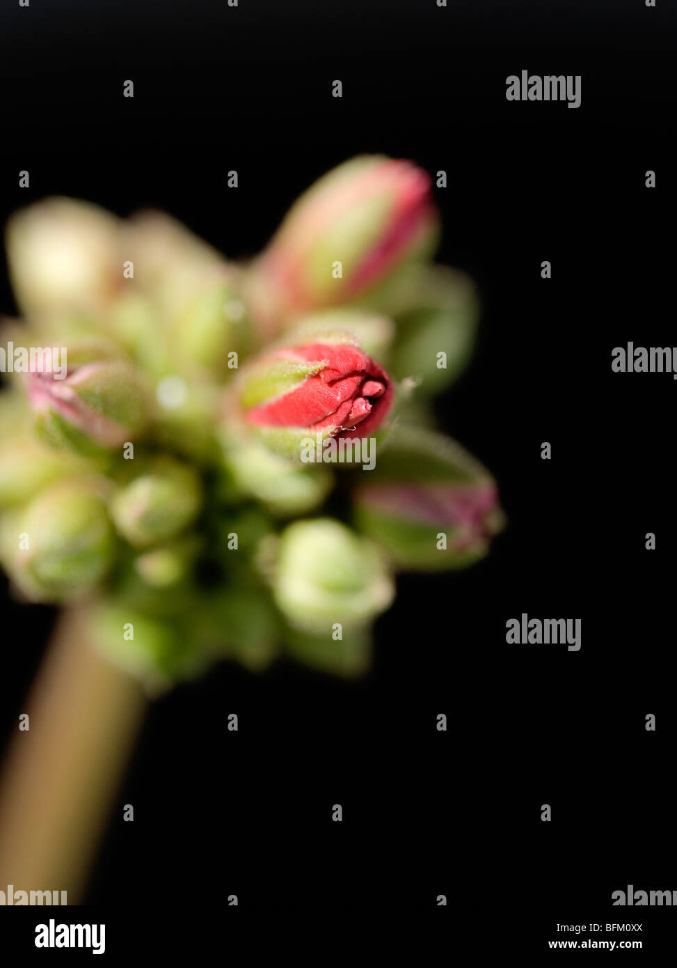 bunch of opening red geranium buds some of them out of focus Stock ...