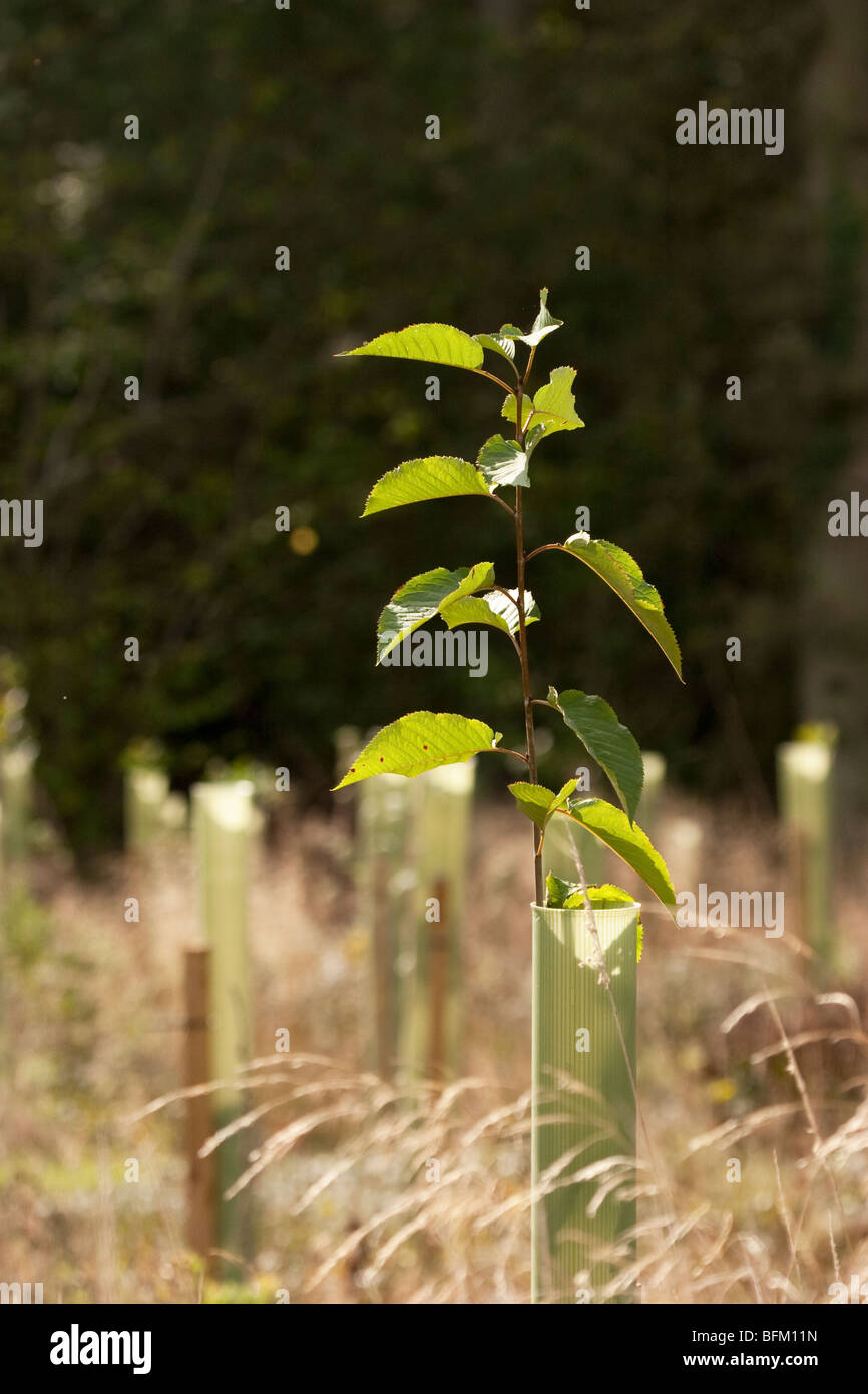 Sapling tree hi-res stock photography and images - Alamy