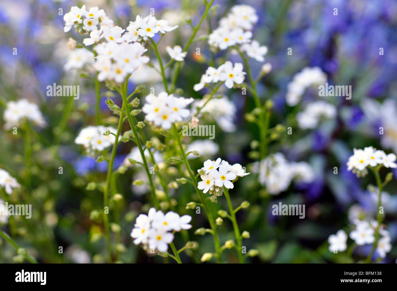 White spring flowers Stock Photo - Alamy