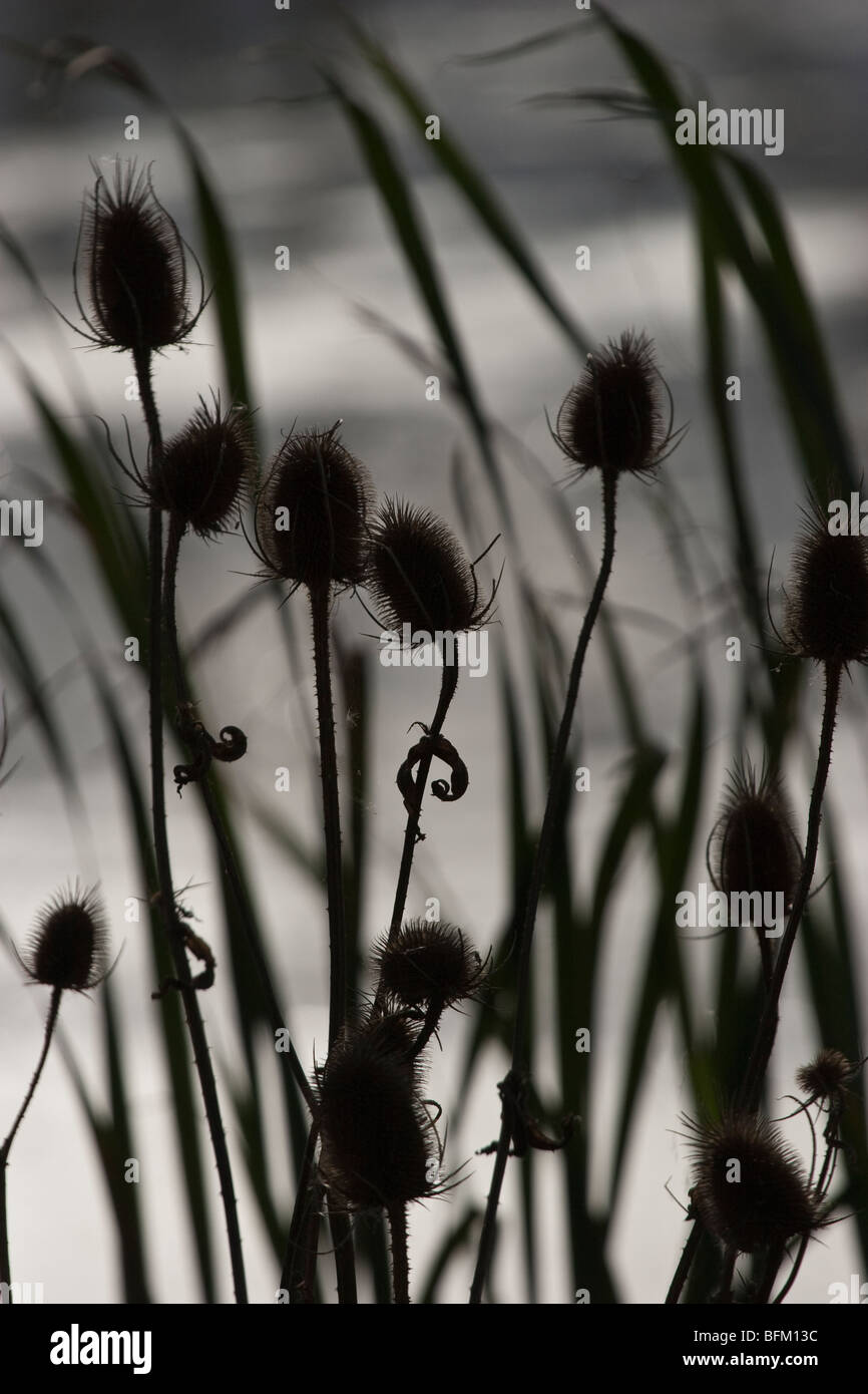 Teasel silhouette, England UK Stock Photo - Alamy