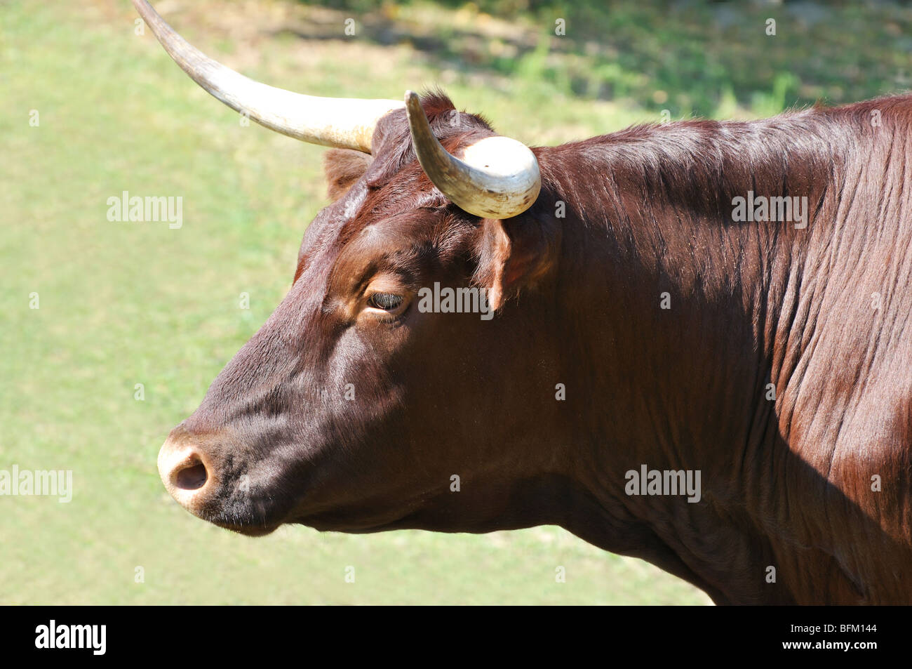 Brown bull hi-res stock photography and images - Alamy