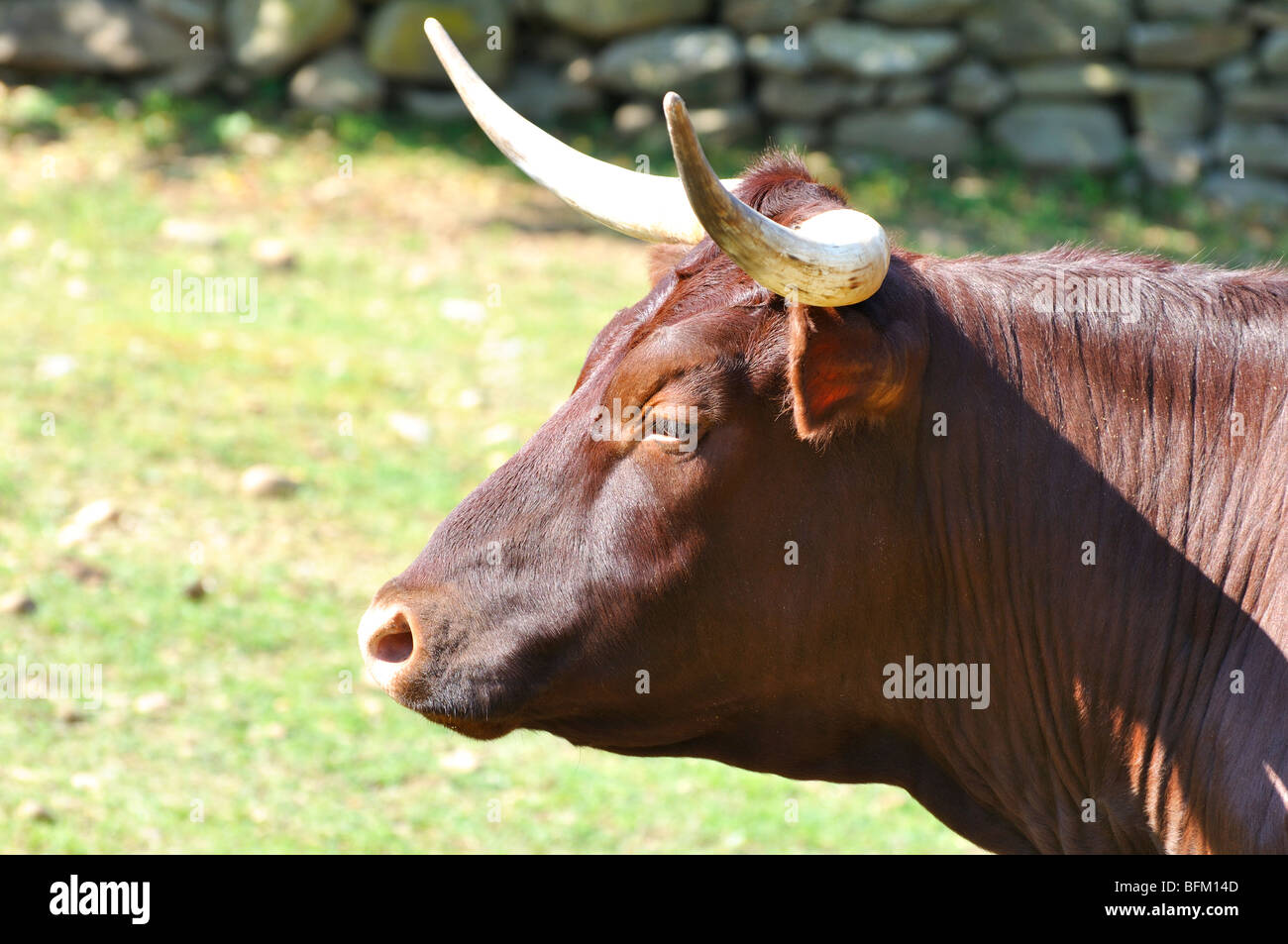 Bull brown hi-res stock photography and images - Alamy