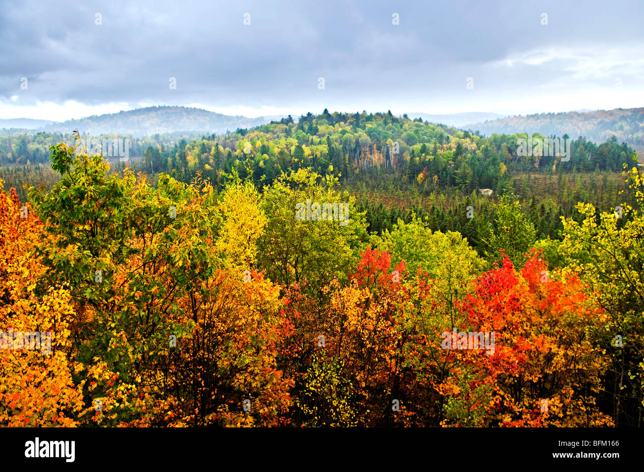 Trees woods stormy sky hi-res stock photography and images - Alamy