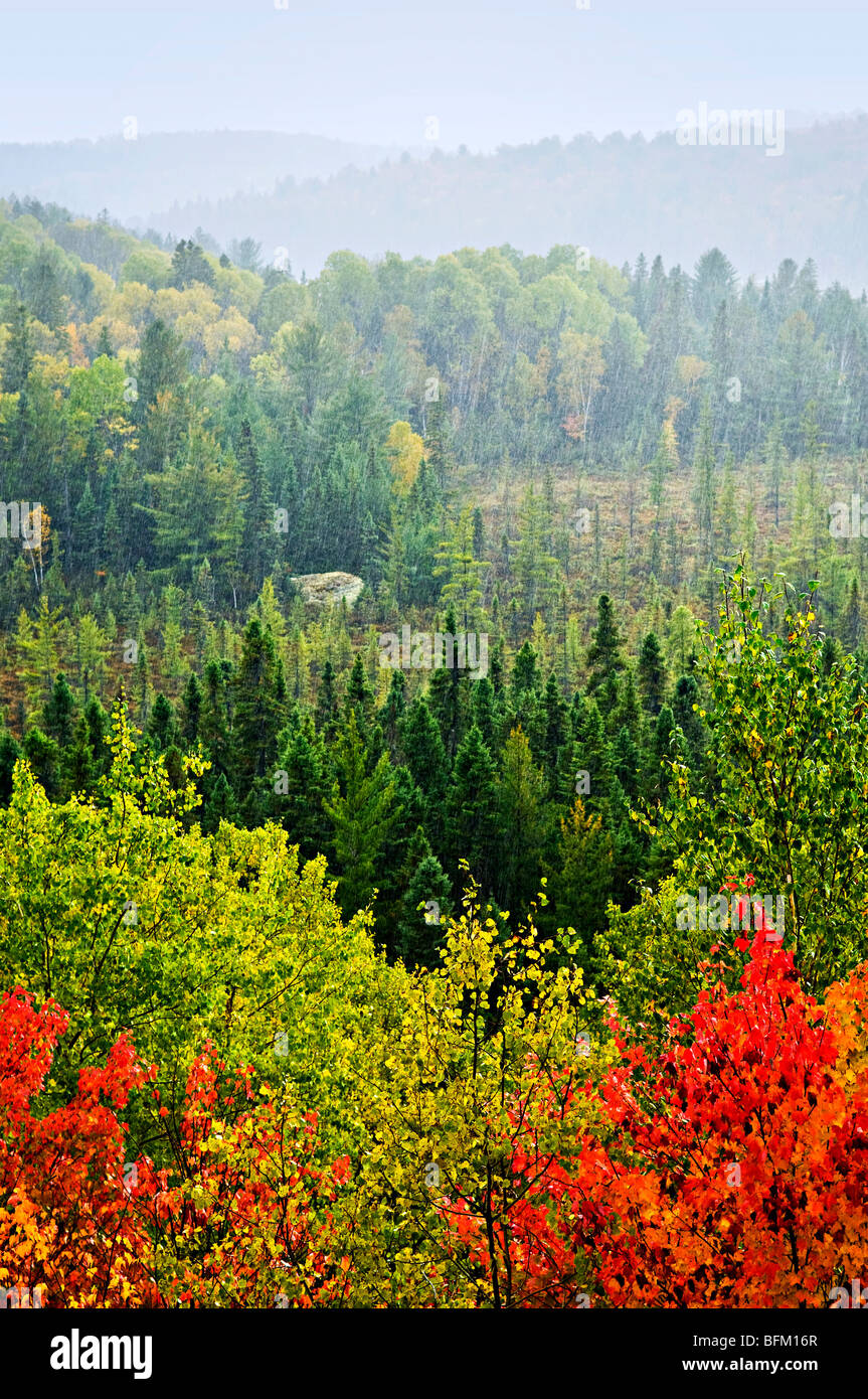 High view of fall forest with colorful trees in rain storm Stock Photo ...