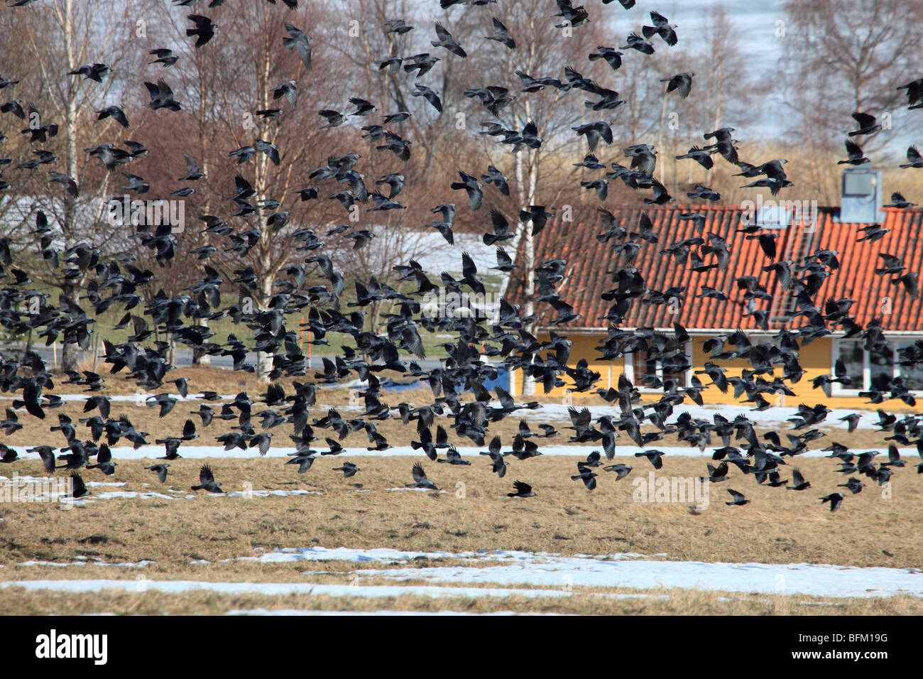 Large flocks of migratory Hooded Crows return to their breeding areas ...